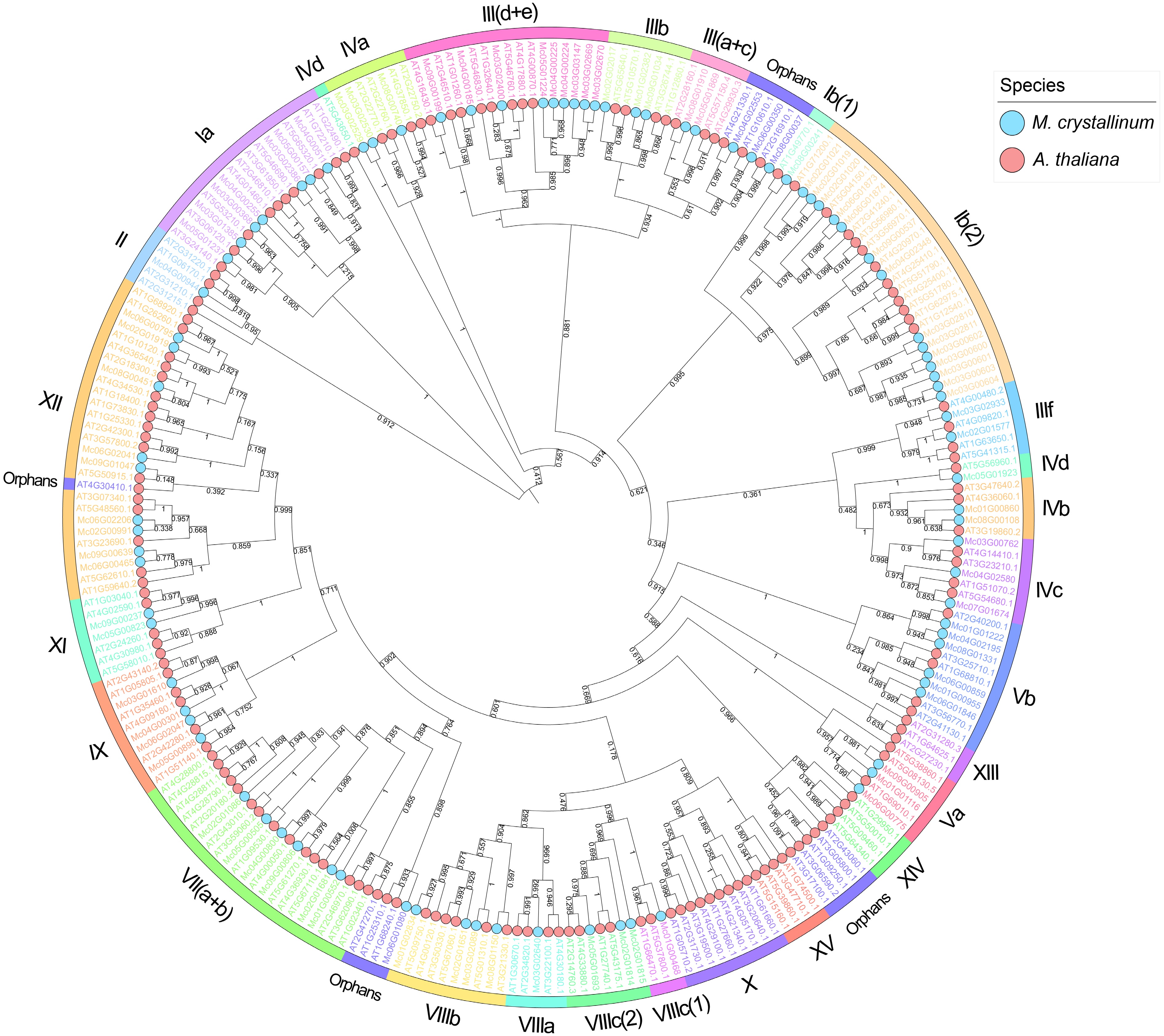 Genome-wide identification, molecular evolution, and expression ...
