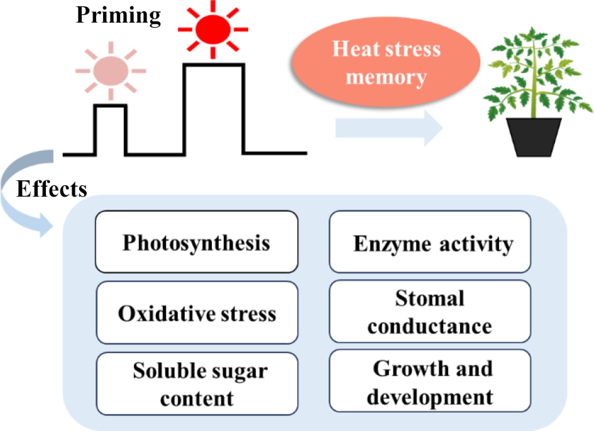 Morphological, physiological, and molecular mechanisms underlying heat ...
