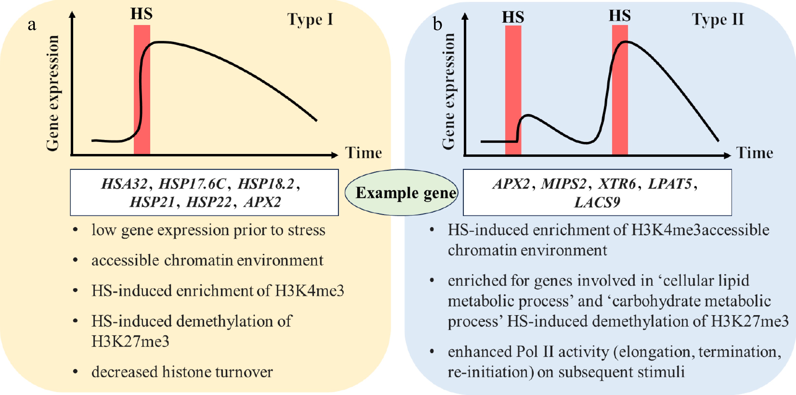 Morphological, physiological, and molecular mechanisms underlying heat ...