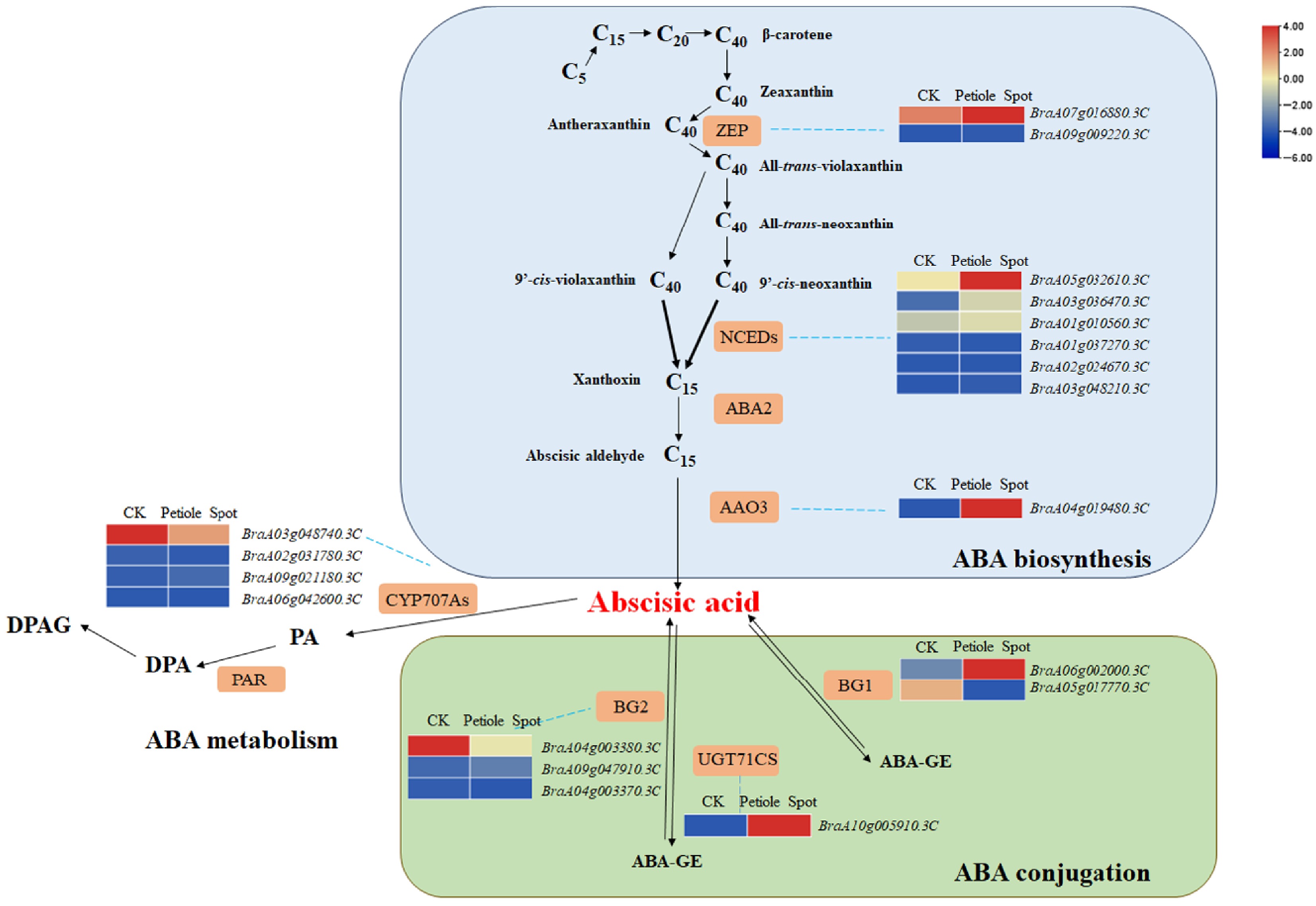 ABA-mediated ROS burst contributes to petiole spot formation in stored ...