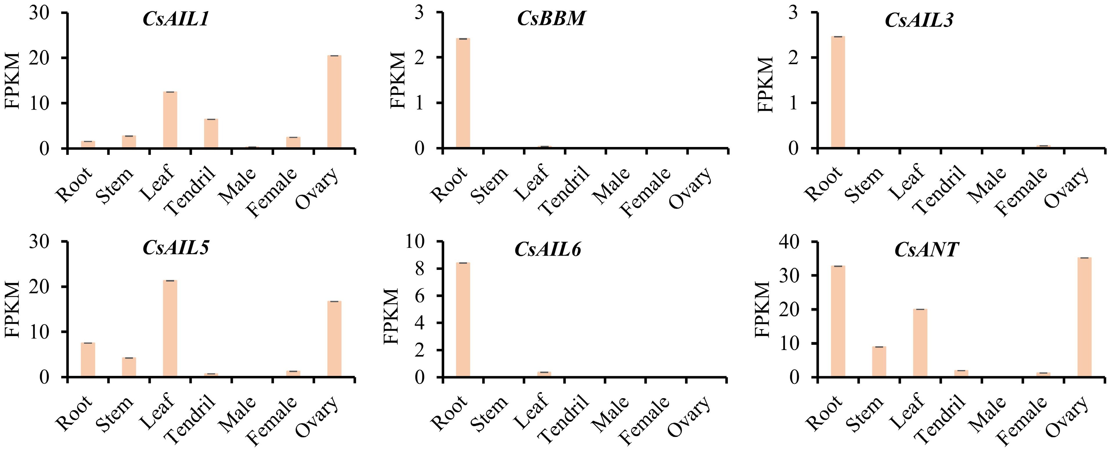 Genome-wide identification and expression analysis of CsAIL gene family ...