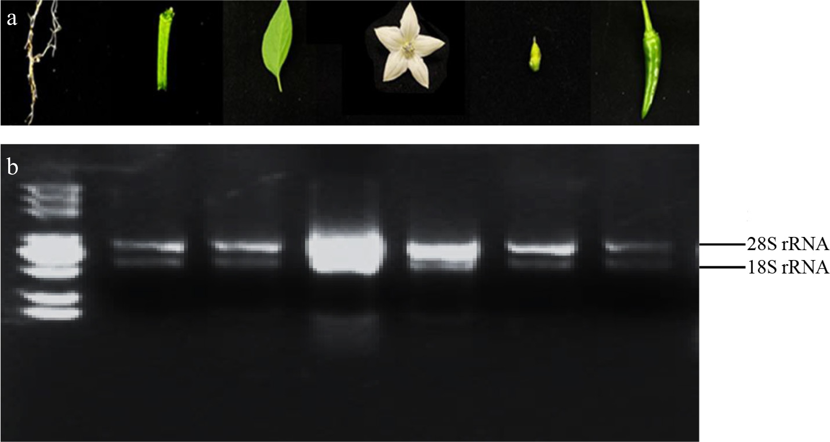 Optimization and identification of stable reference genes for RT-qPCR ...