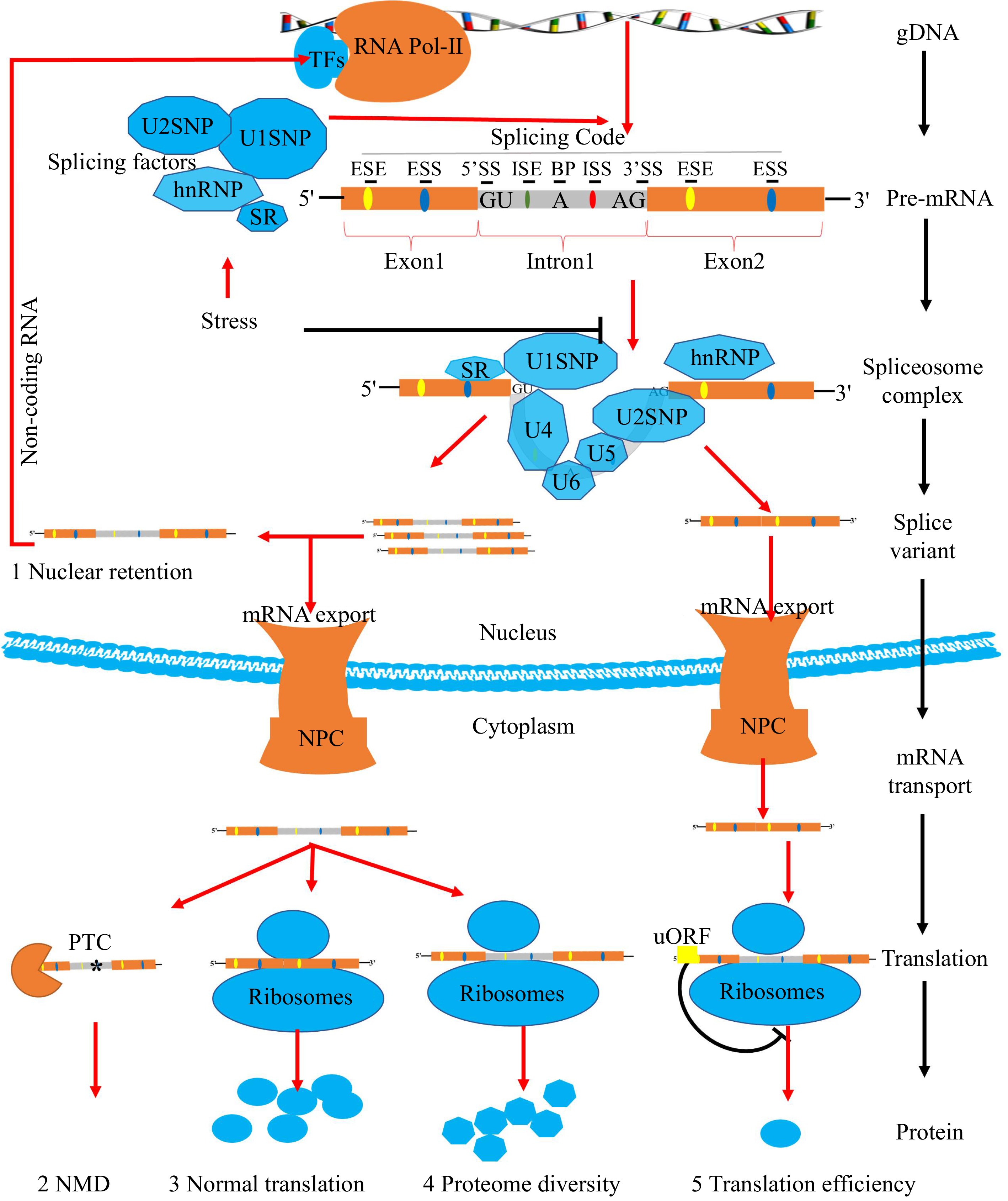 Alternative splicing control of light and temperature stress responses ...