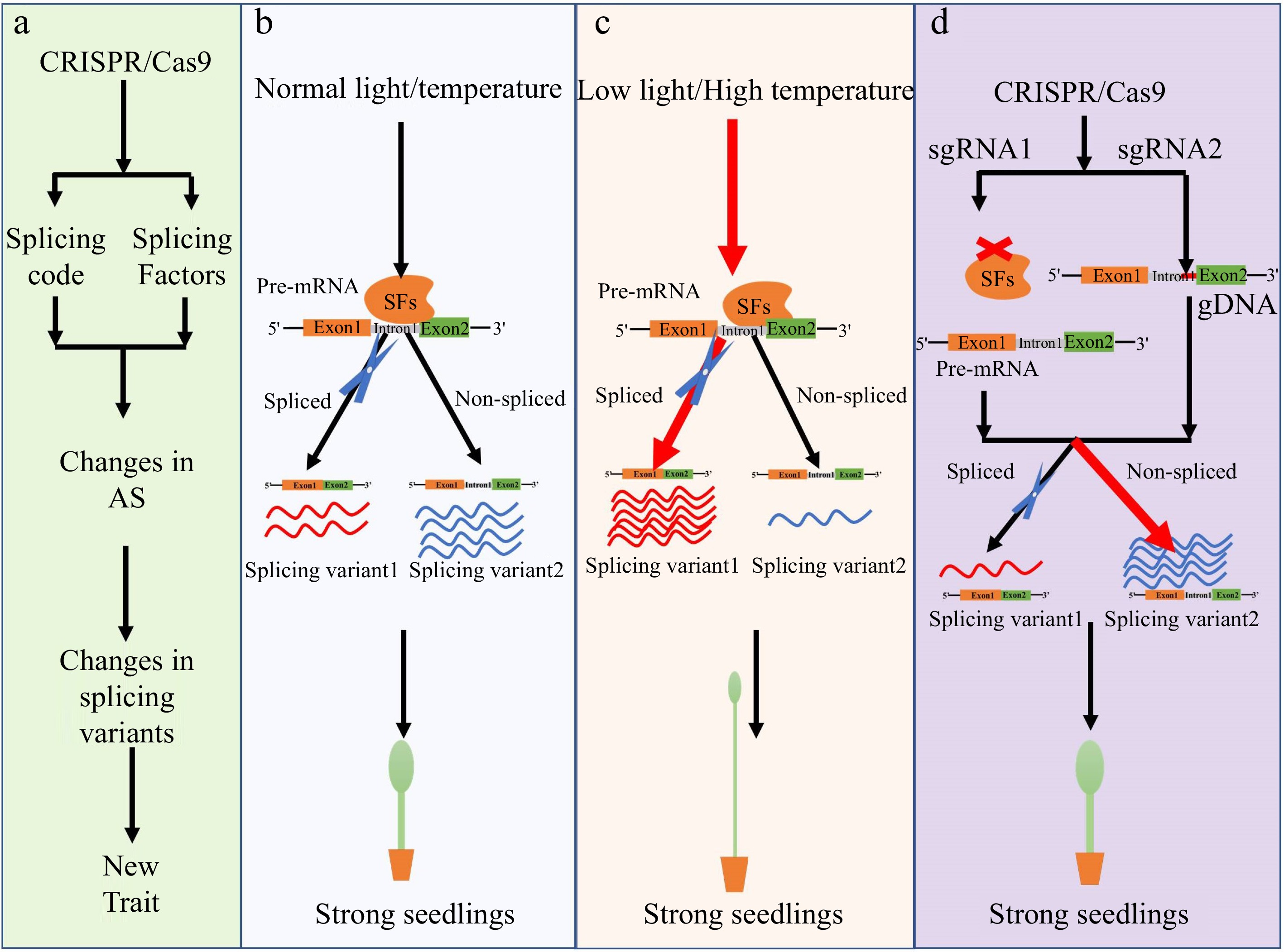 Alternative splicing control of light and temperature stress responses ...