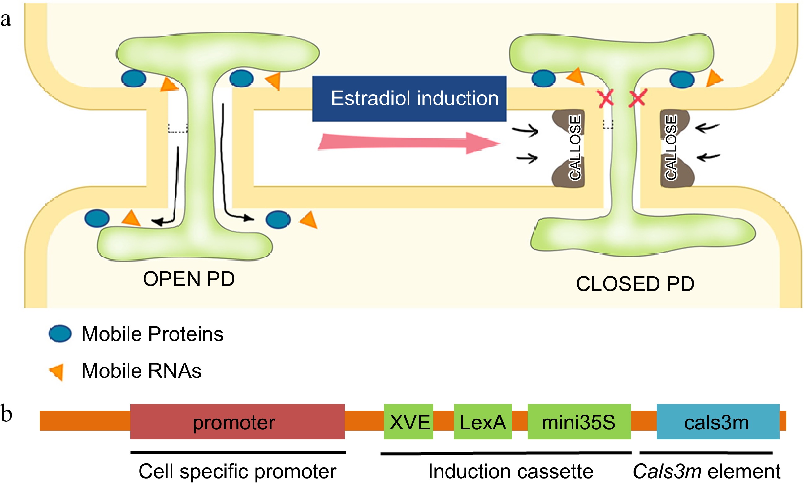 Intercellular signaling across plasmodesmata in vegetable species