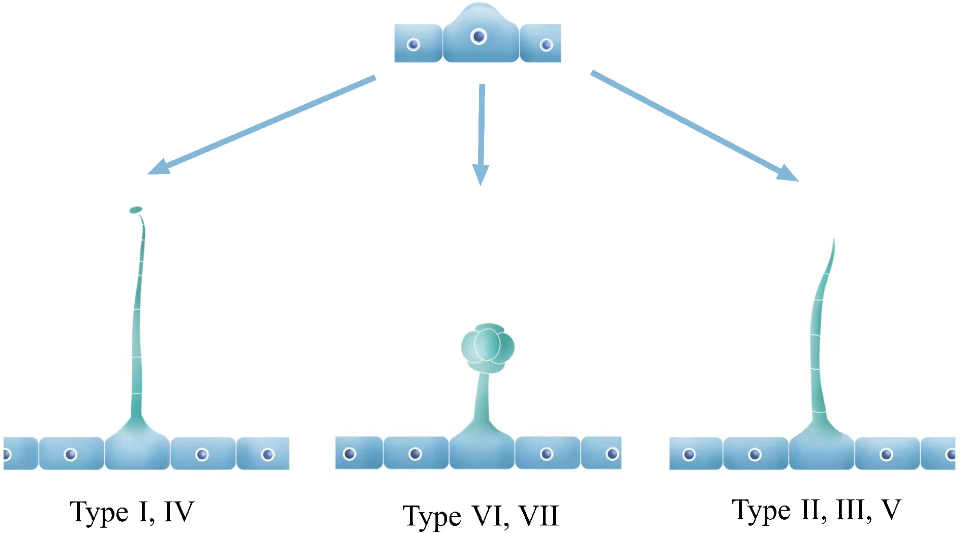 Advances in the regulatory mechanisms of multicellular trichome ...