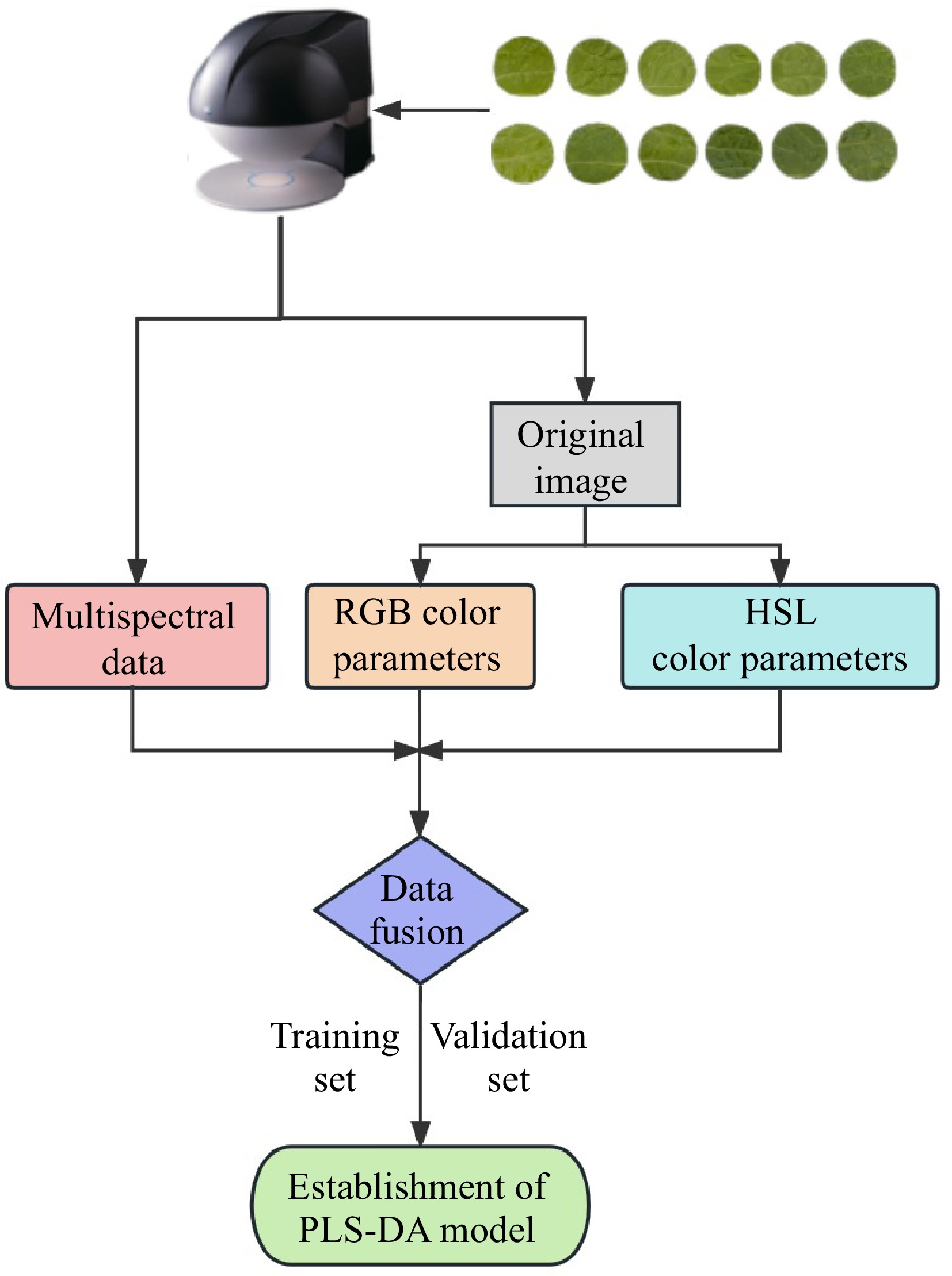 PLS-DA model for accurate identification of Chinese cabbage leaf color ...