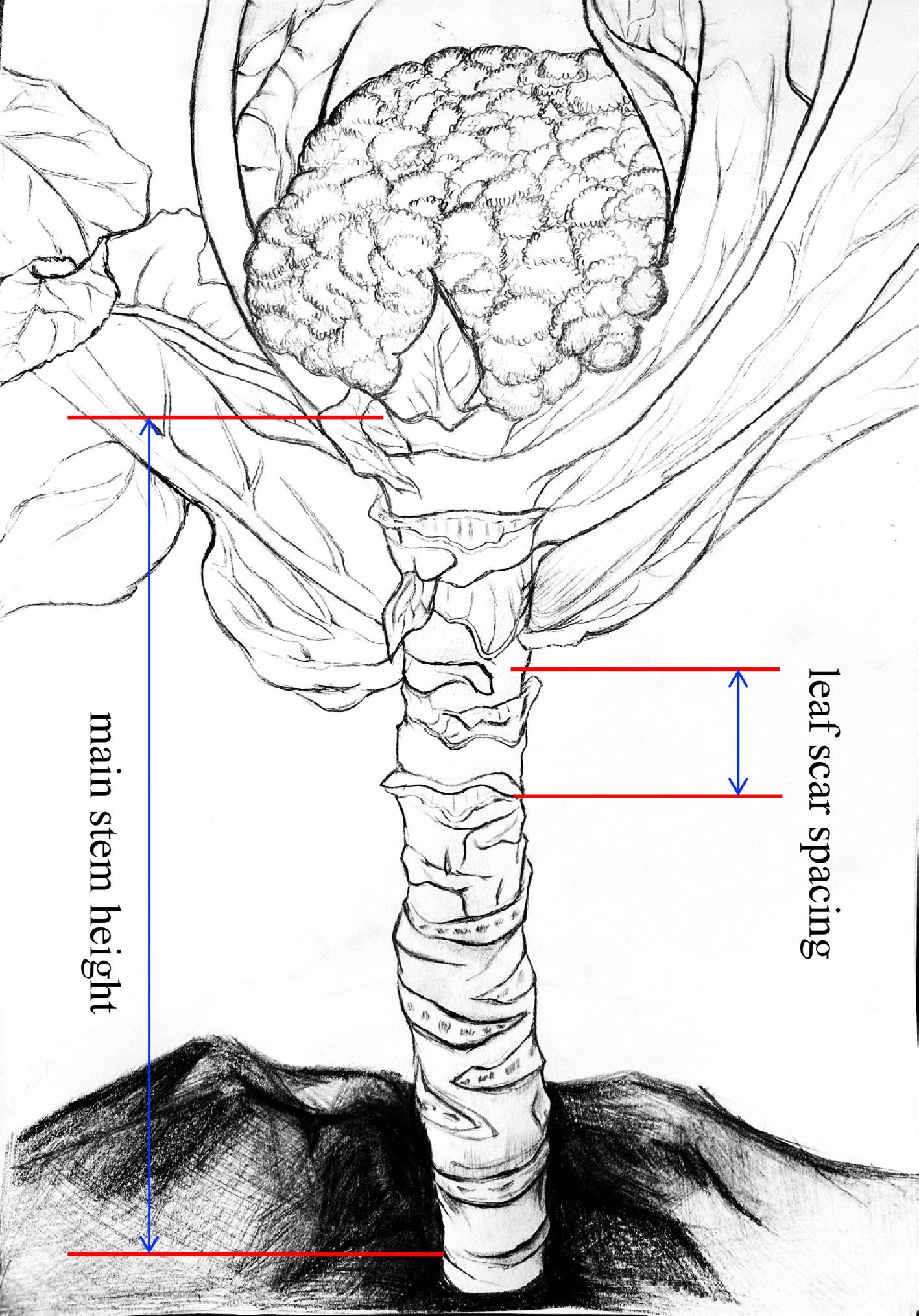 QTL analysis and fine mapping of a major QTL and identification of ...