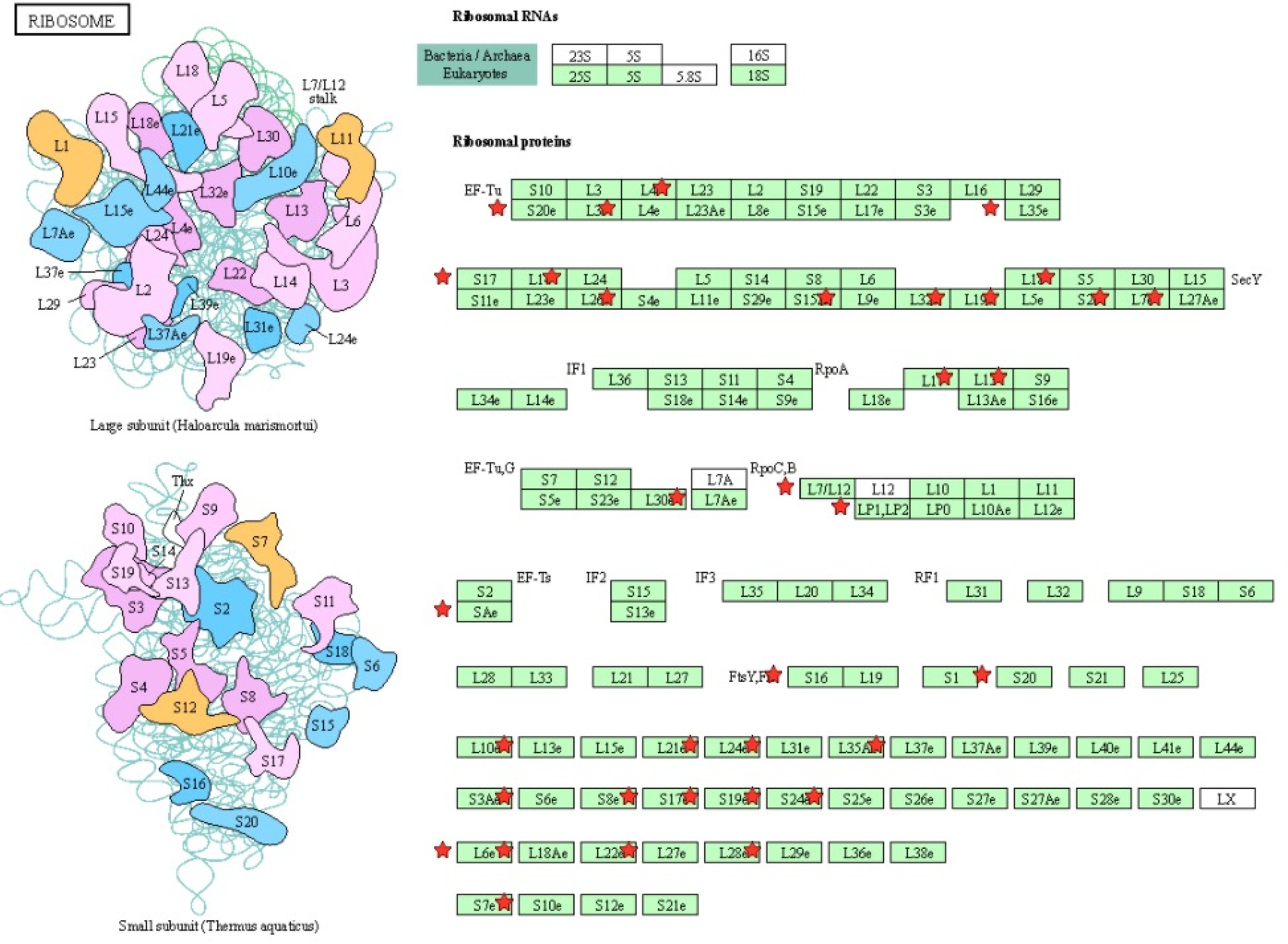 Postharvest Senescence Profiling in Broccoli Using Tandem Mass Tag ...
