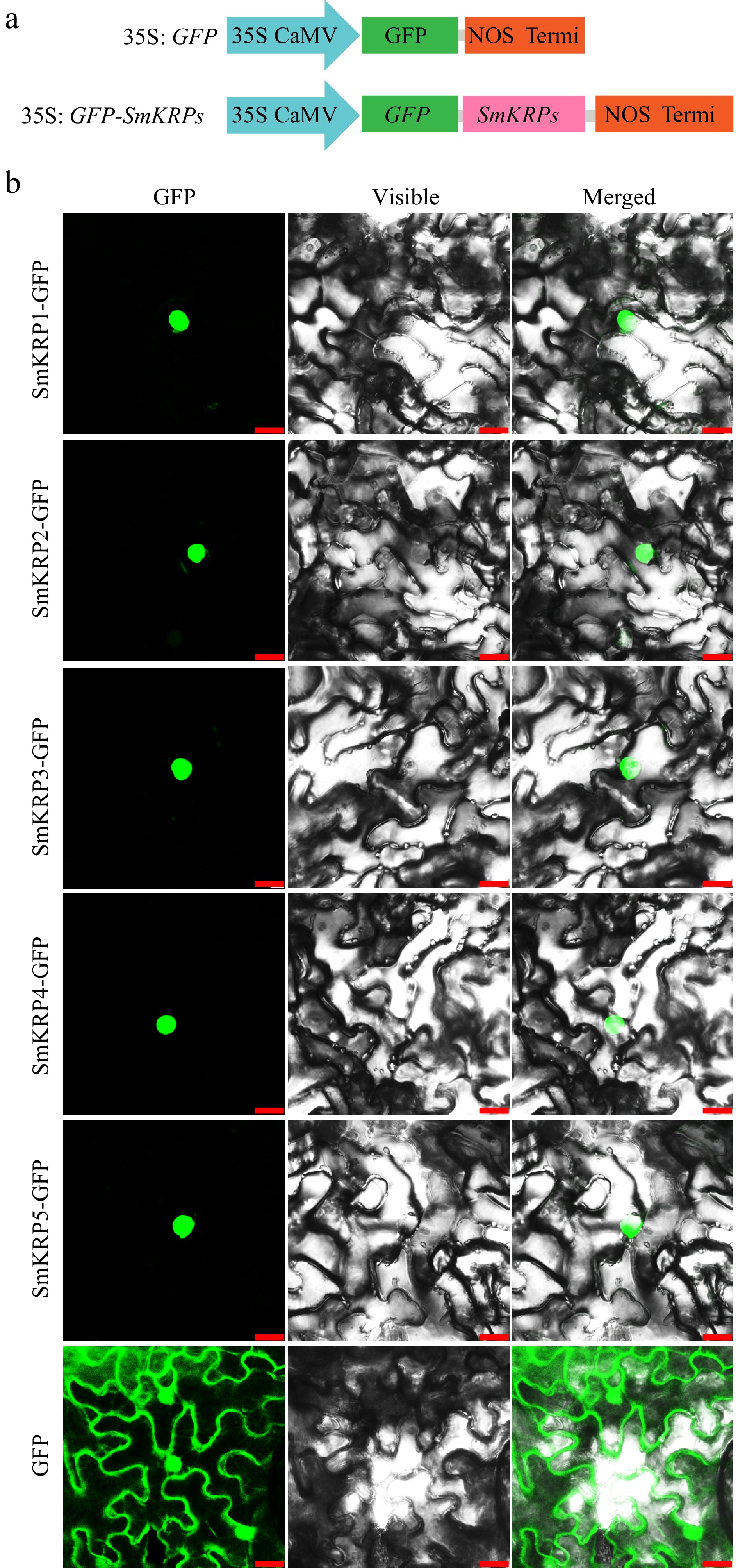 Genome-wide identification of Kip-related protein (KRP) gene family ...