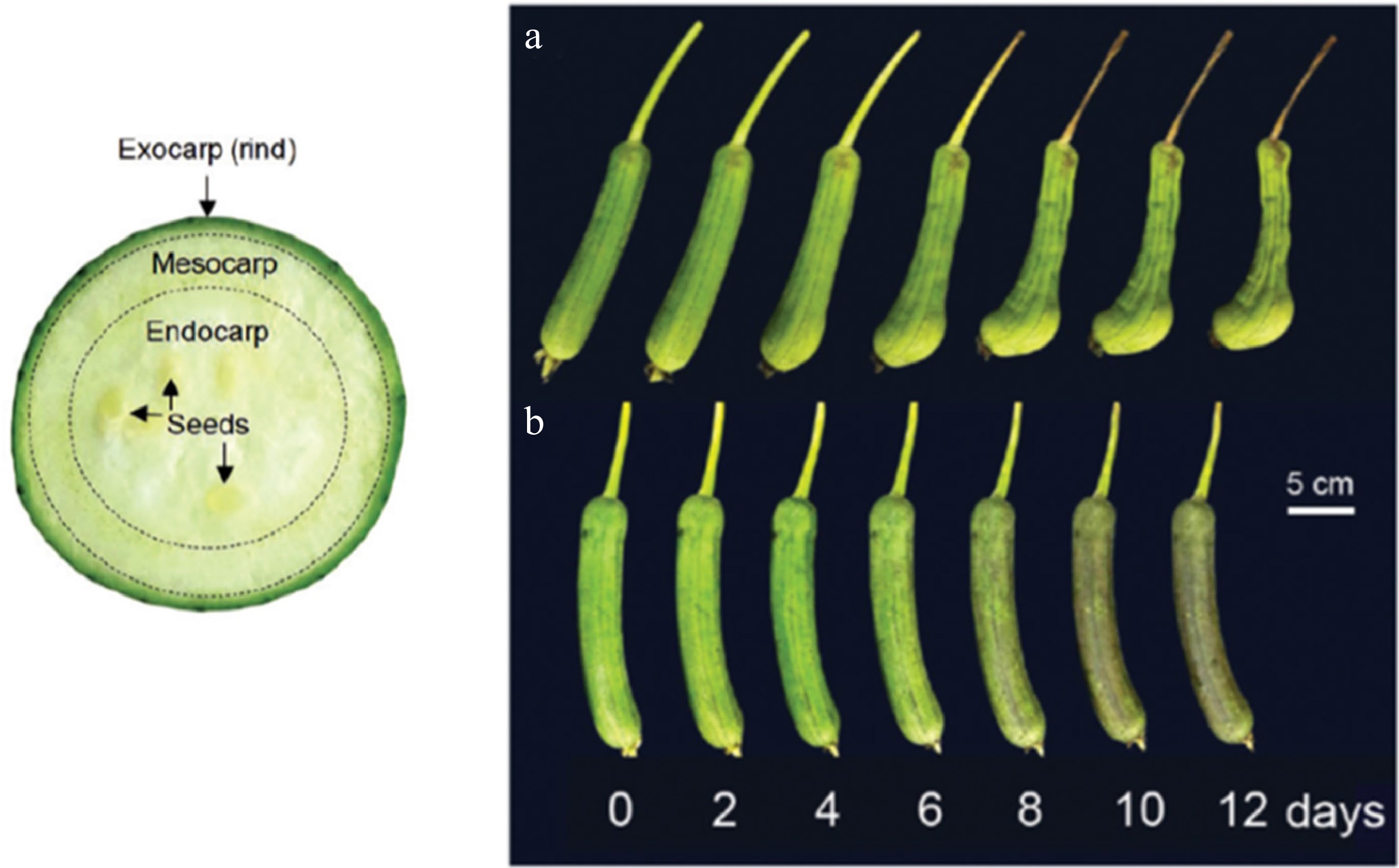 Structural membrane alterations in tropical horticultural crops under ...