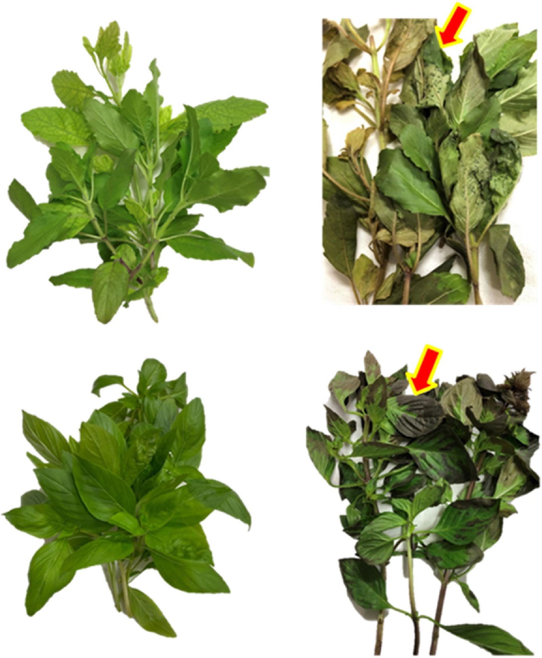 Structural membrane alterations in tropical horticultural crops under ...