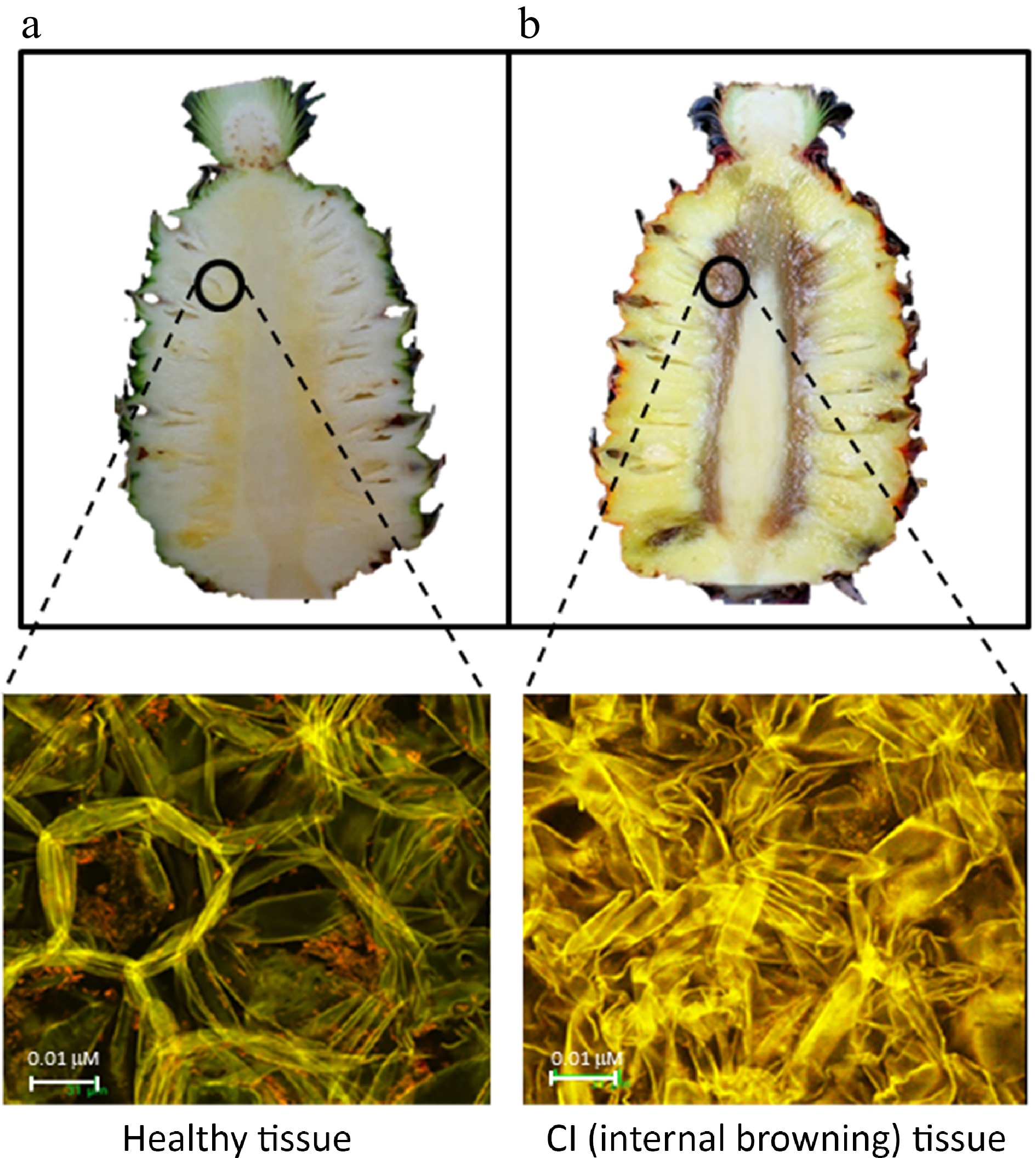 Structural membrane alterations in tropical horticultural crops under ...