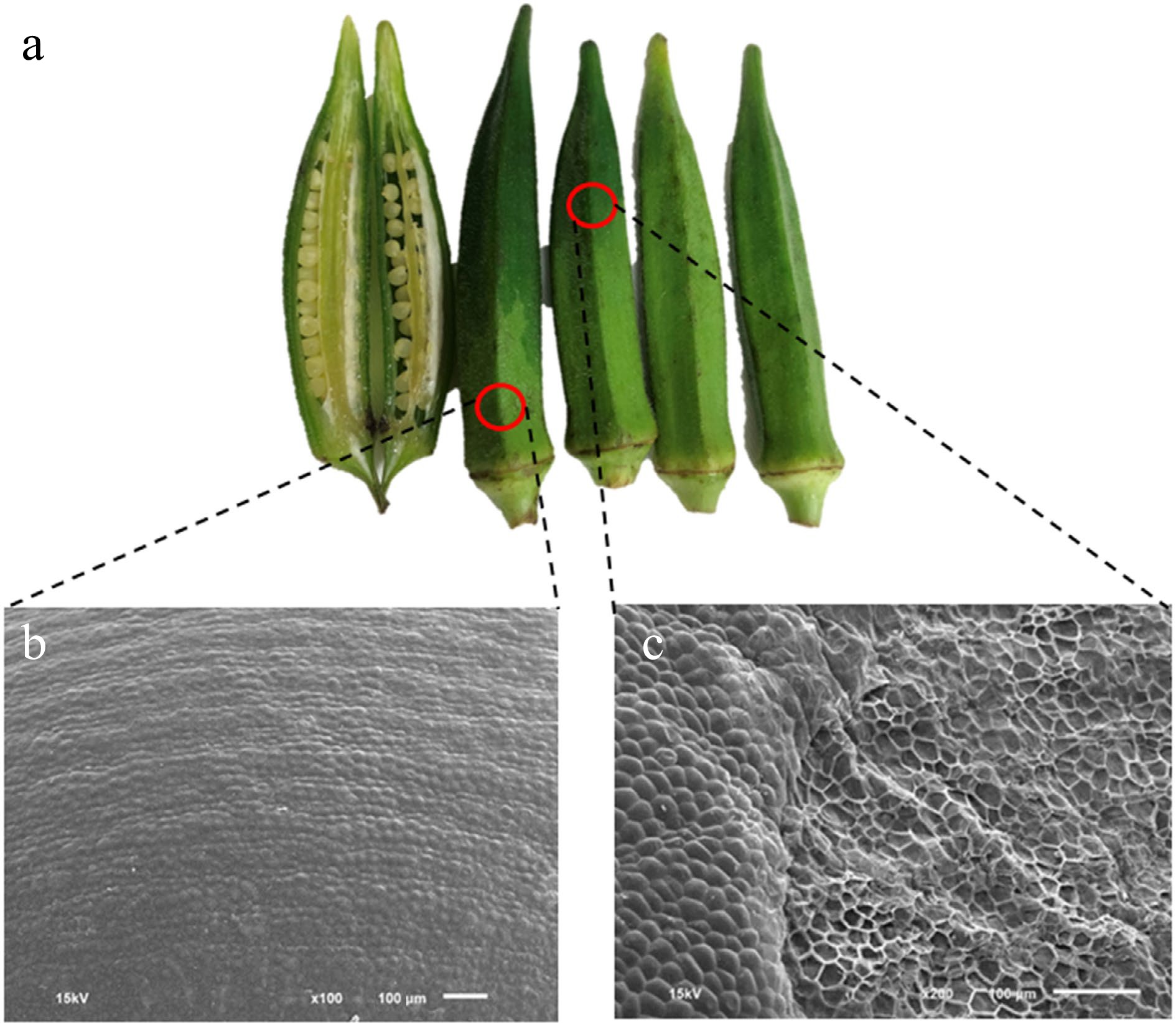 Structural membrane alterations in tropical horticultural crops under ...