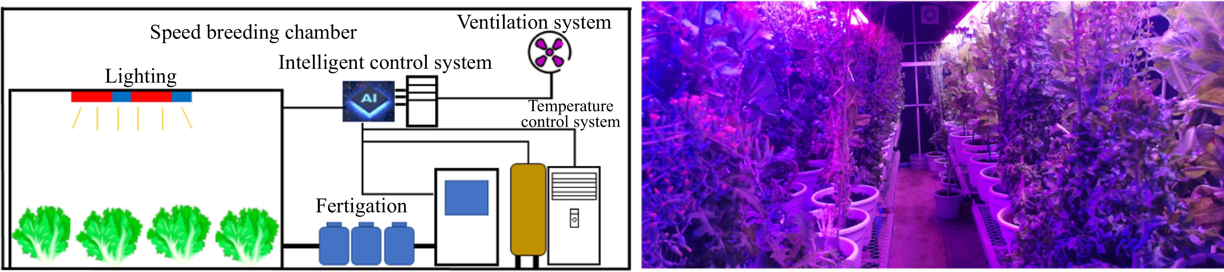 Plant factory technology as a powerful tool for improving vegetable ...