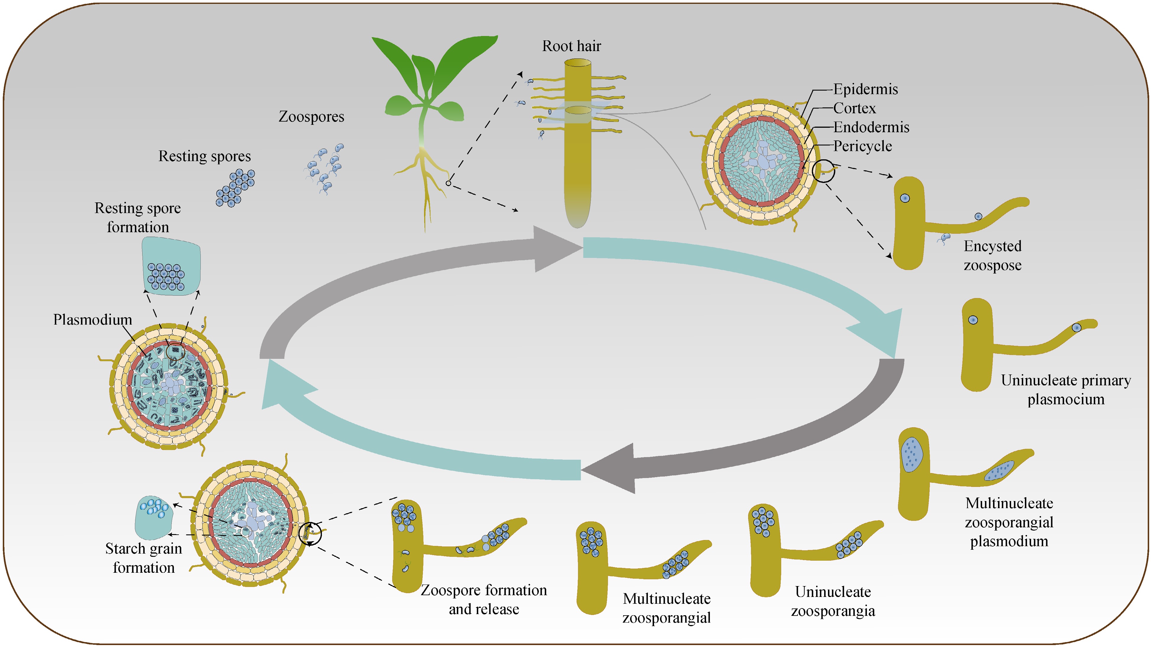 Research progress on clubroot disease in brassicaceae crops – advances ...