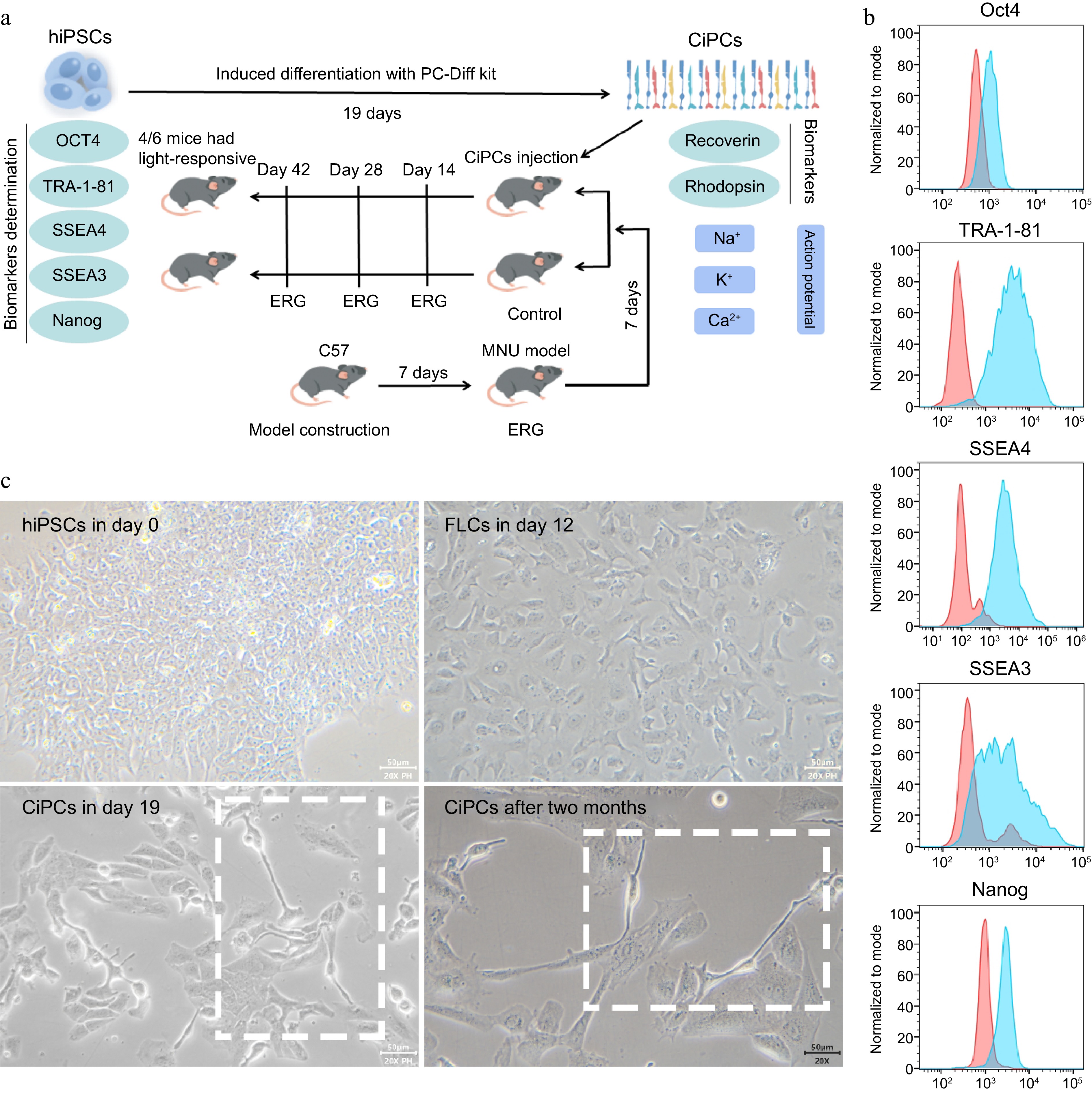 Immunosuppressant-free photosensitivity rescue of mnu-injured mice ...
