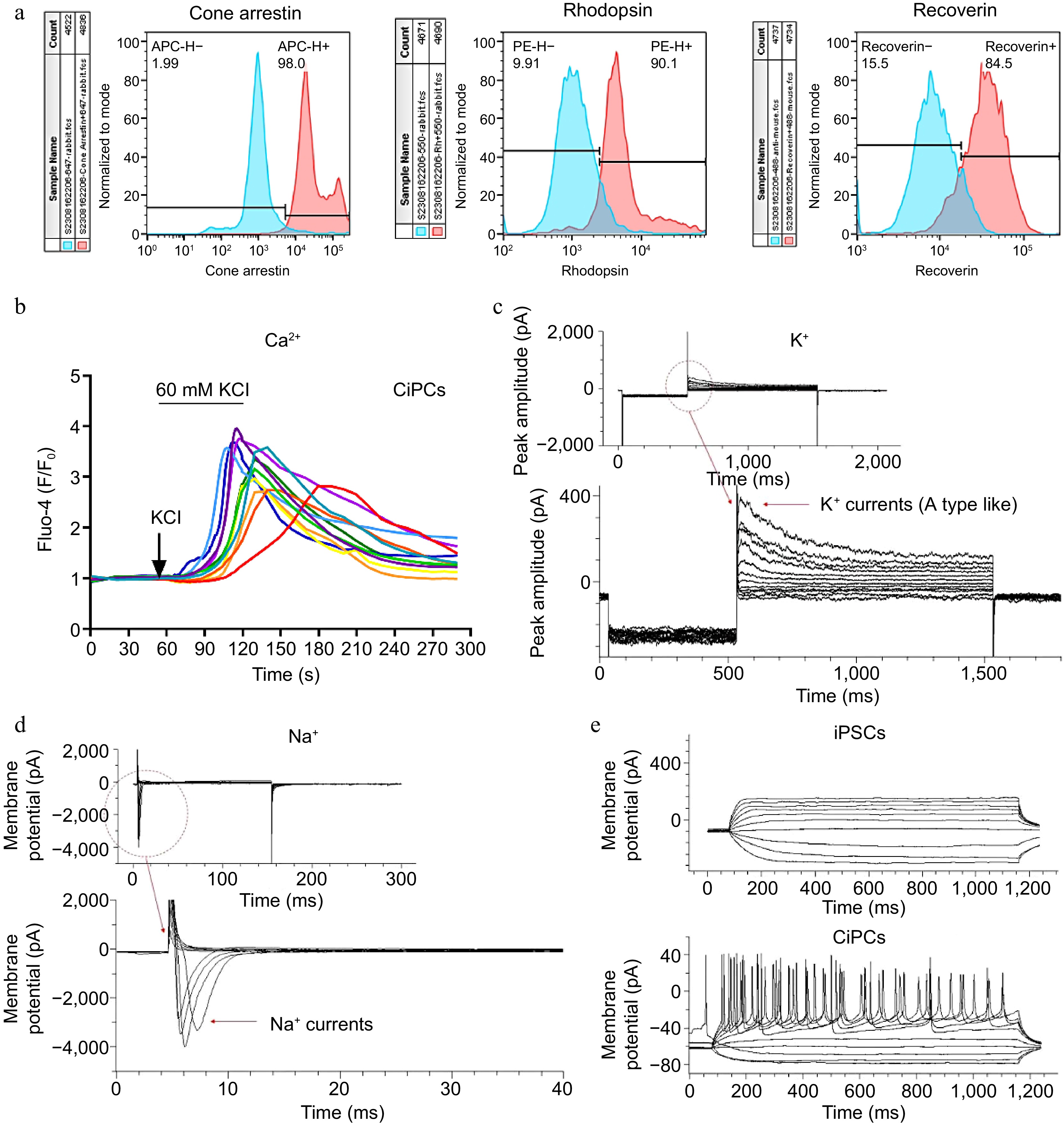Immunosuppressant-free photosensitivity rescue of mnu-injured mice ...