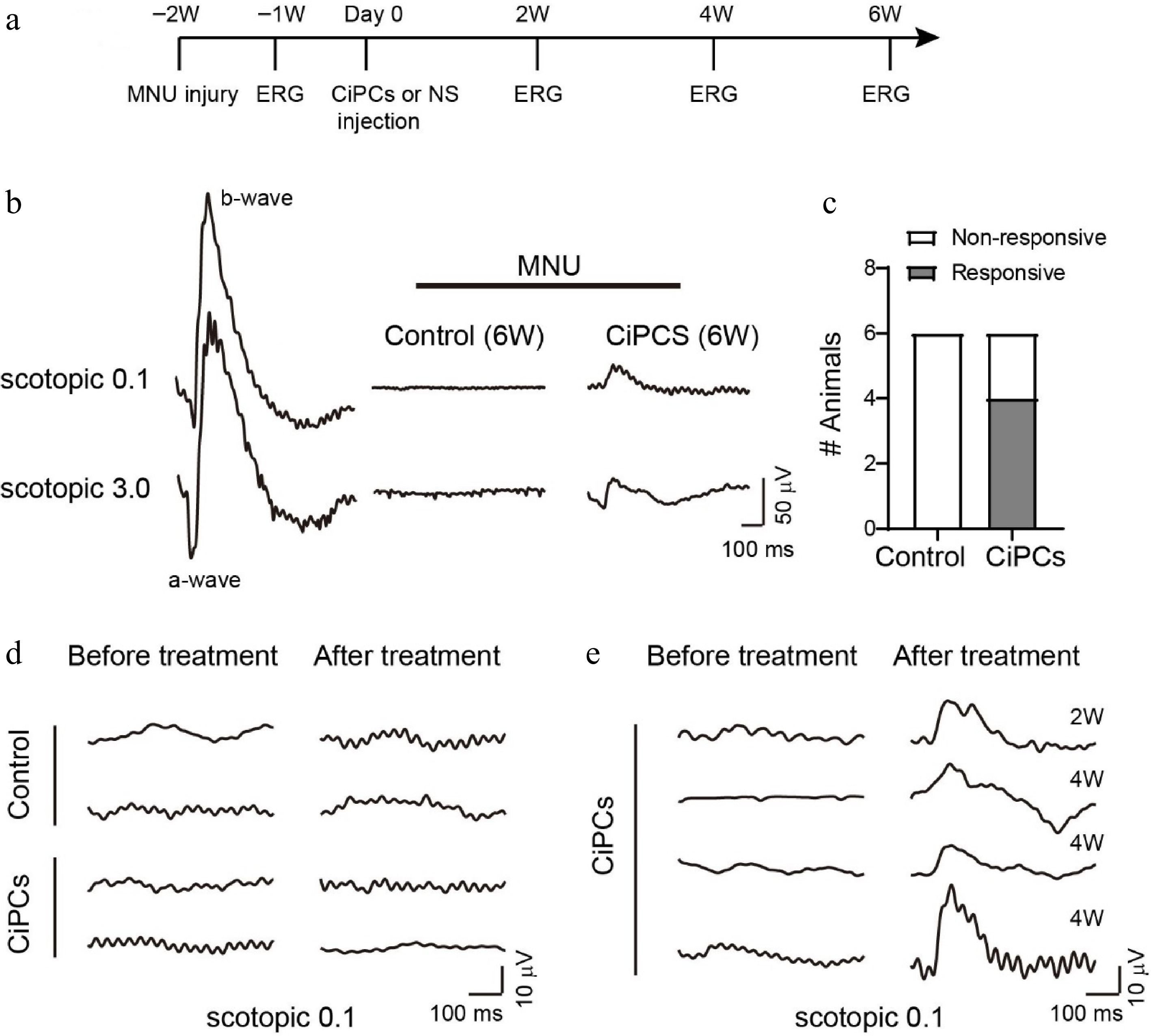 Immunosuppressant-free photosensitivity rescue of mnu-injured mice ...