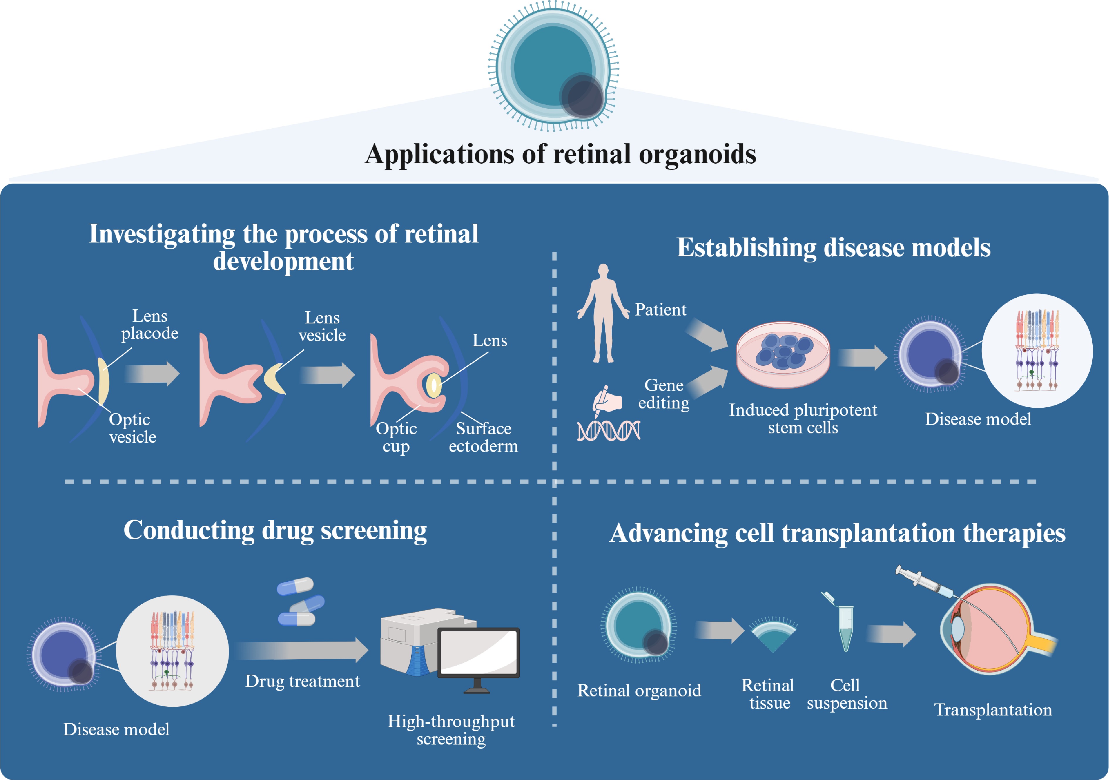 Evaluation of the safety and efficacy of retinal organoid ...