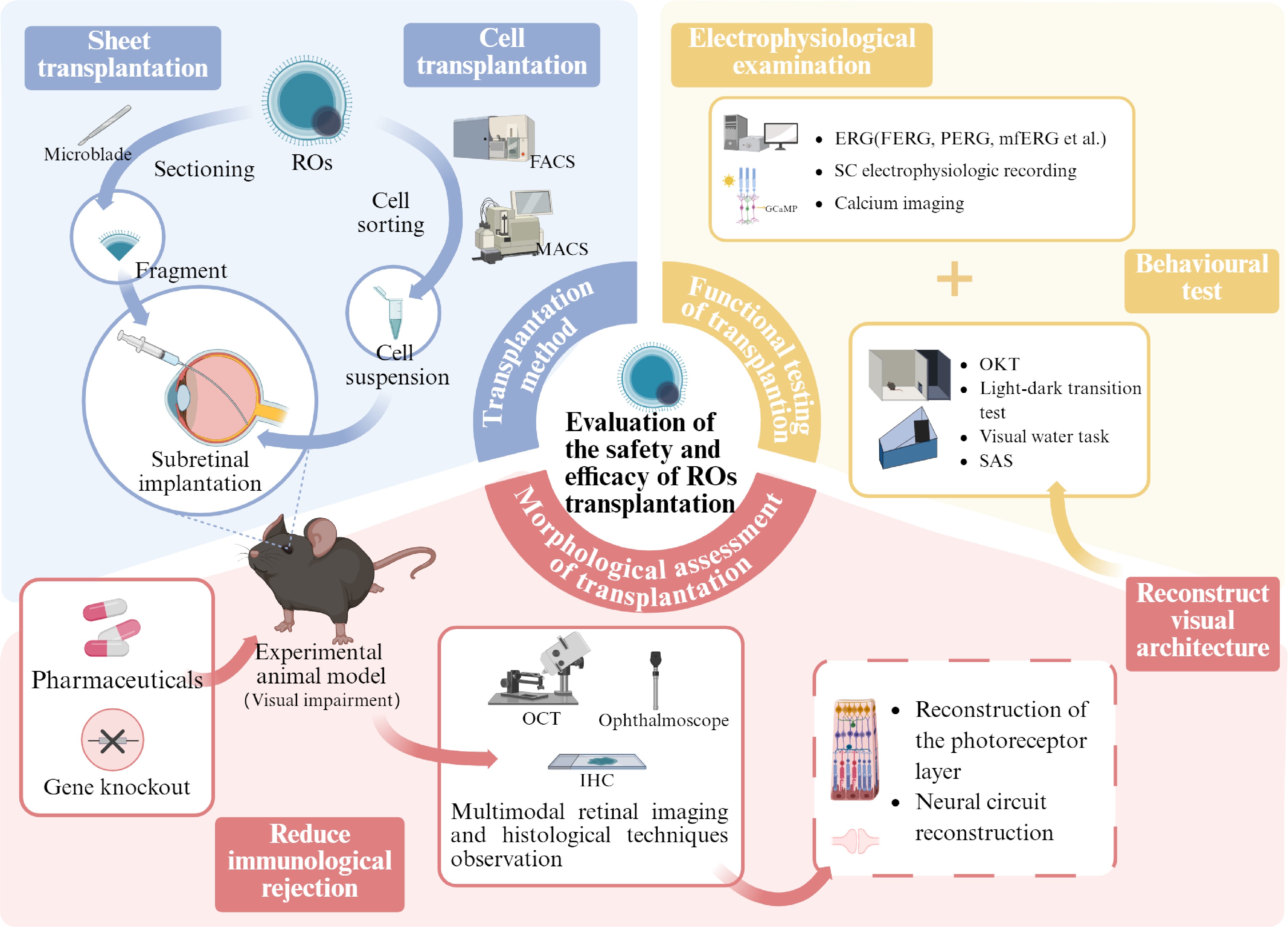 Evaluation of the safety and efficacy of retinal organoid ...