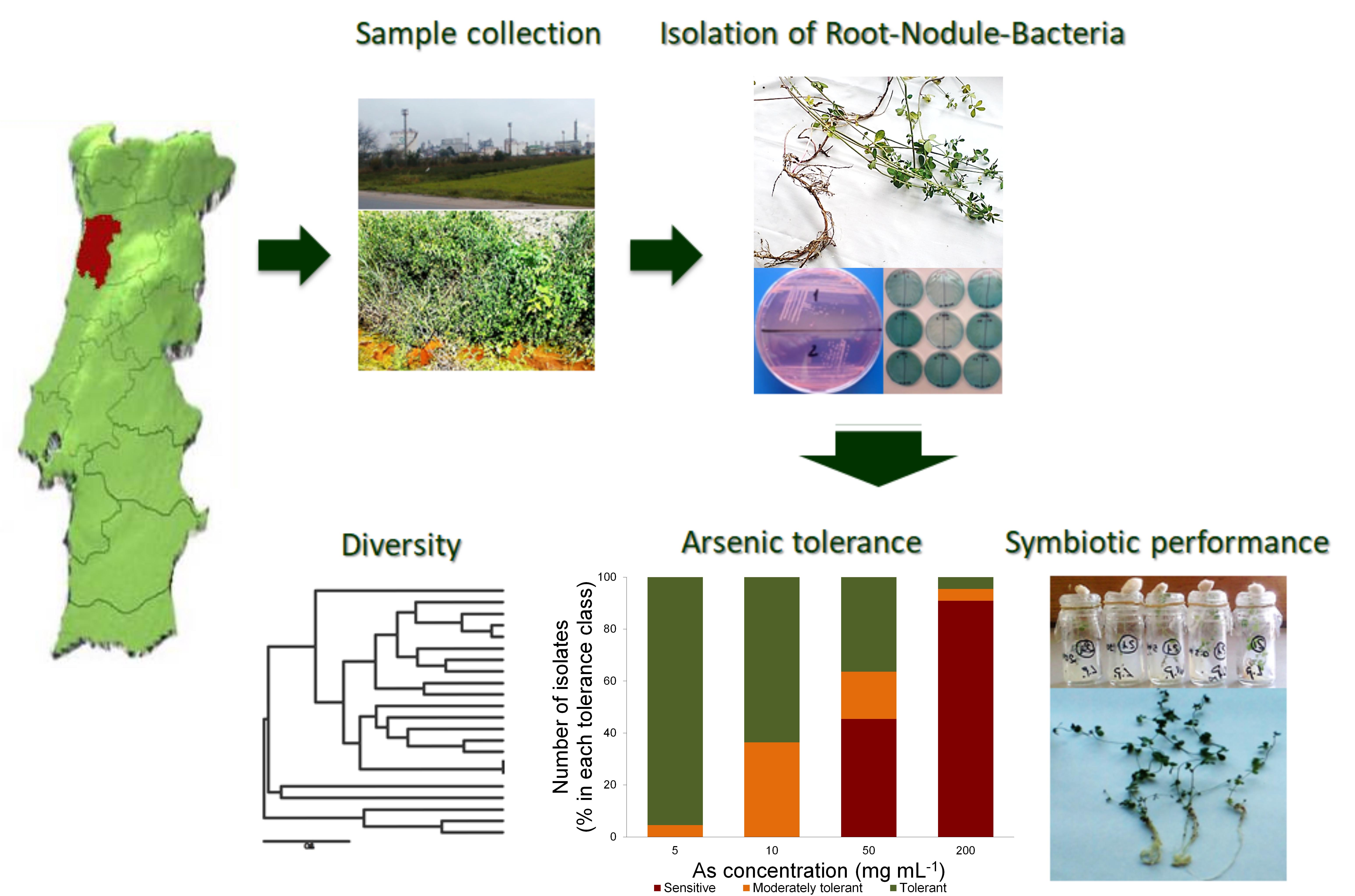 Root nodule bacteria isolated from L otus uliginosus for future use in ...